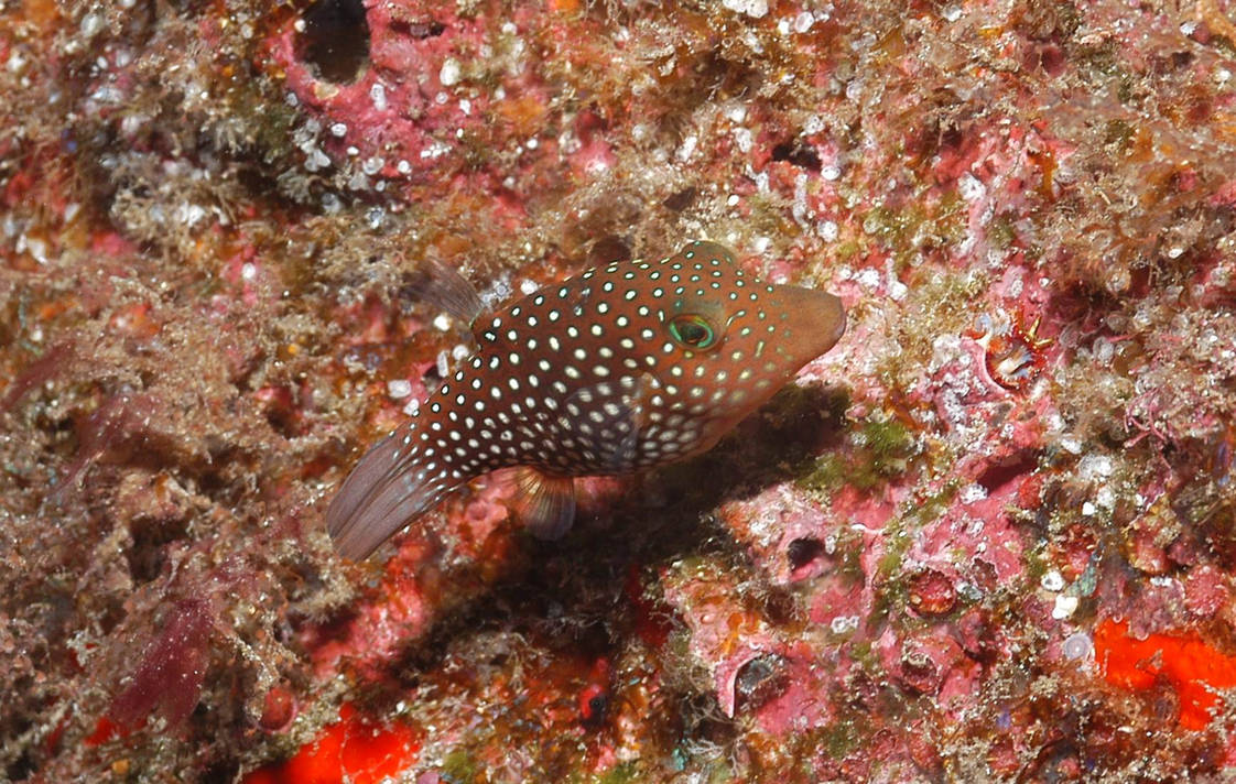 Honeycomb Puffer by galindenba on DeviantArt