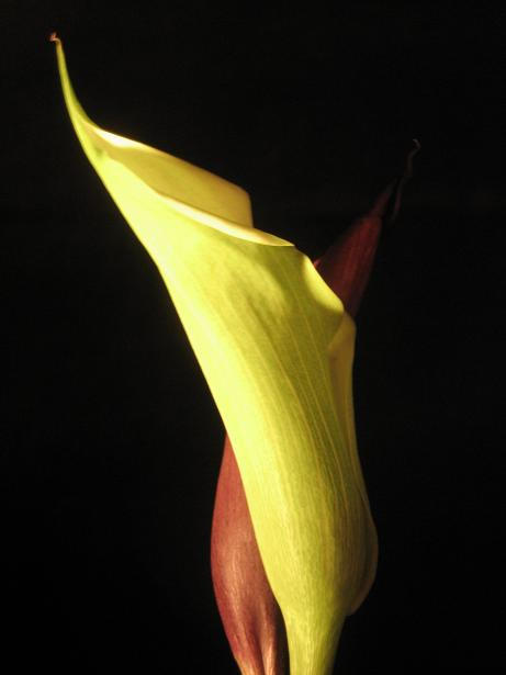 Sunshine Gala Lilly by webworm on DeviantArt