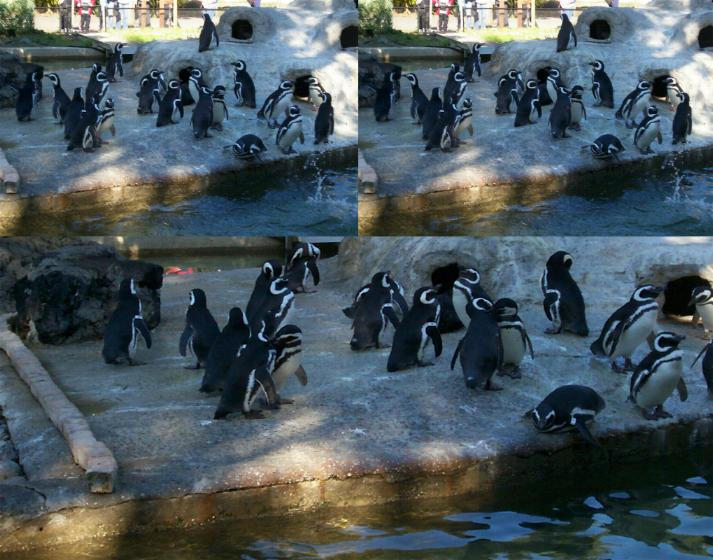 Penguin Collage by AGreyLizard on DeviantArt