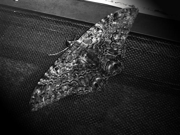 Mothzilla by ezkexis on DeviantArt