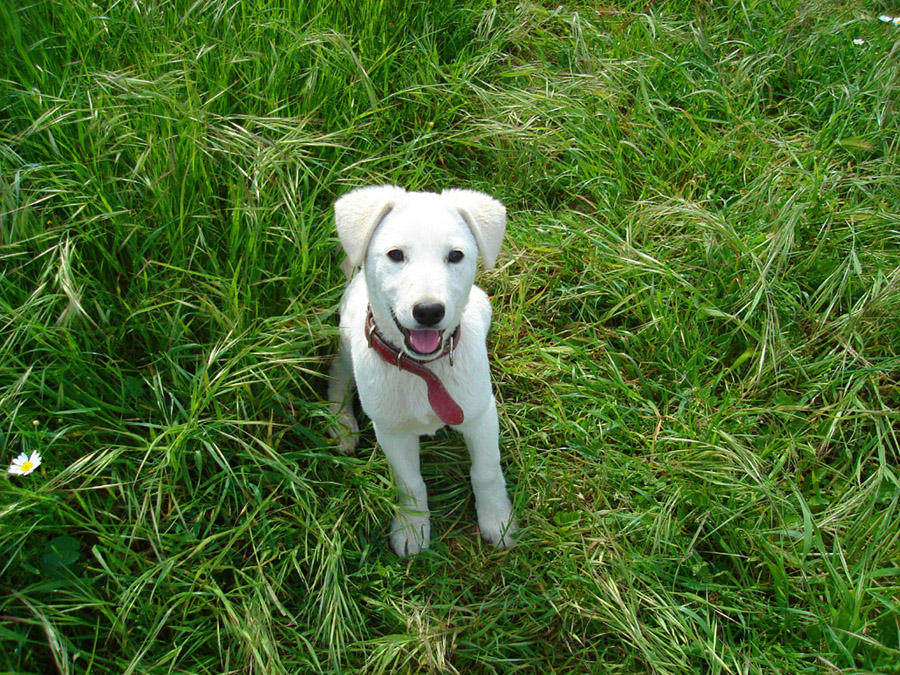 Sisi the Dog by ManuelRuiCosta on DeviantArt