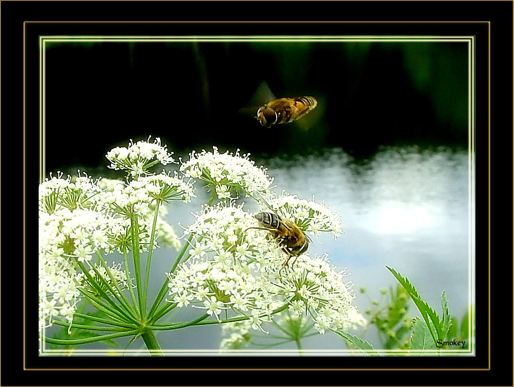 Hover flies by Smokey41 on DeviantArt