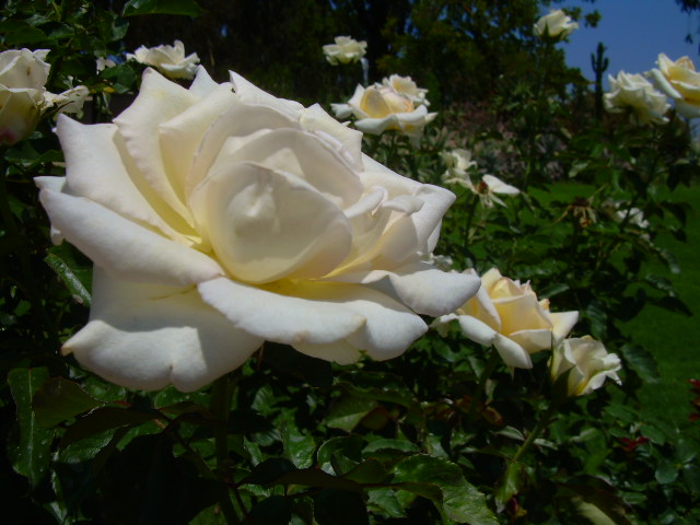 white roses. by shmoosh on DeviantArt