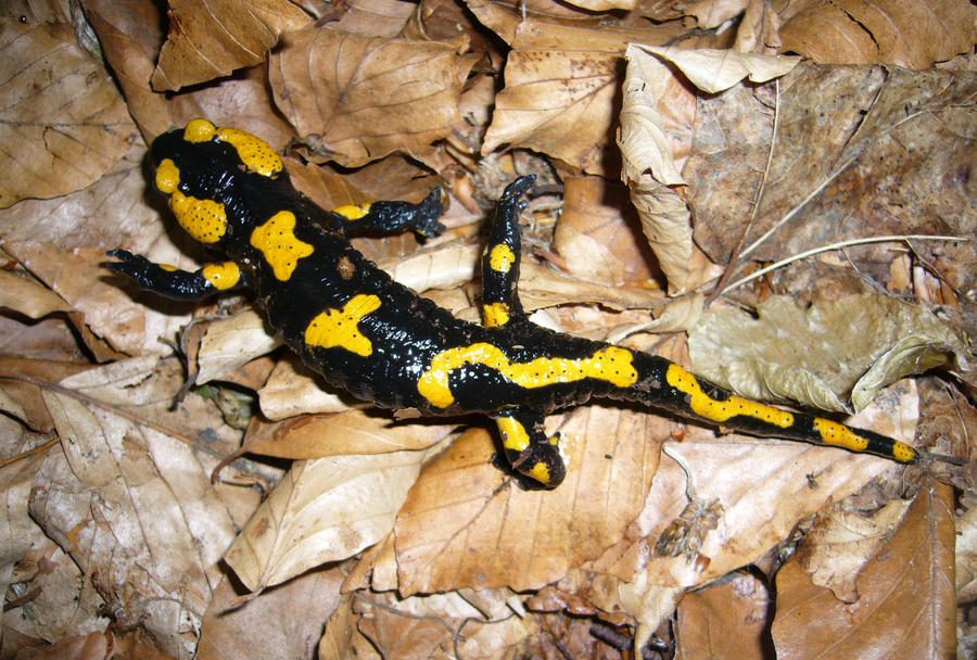 Running salamander by luckylooke on DeviantArt