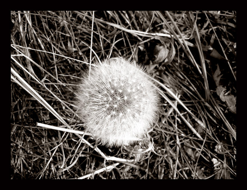 fragile by lepetitpoppie on DeviantArt