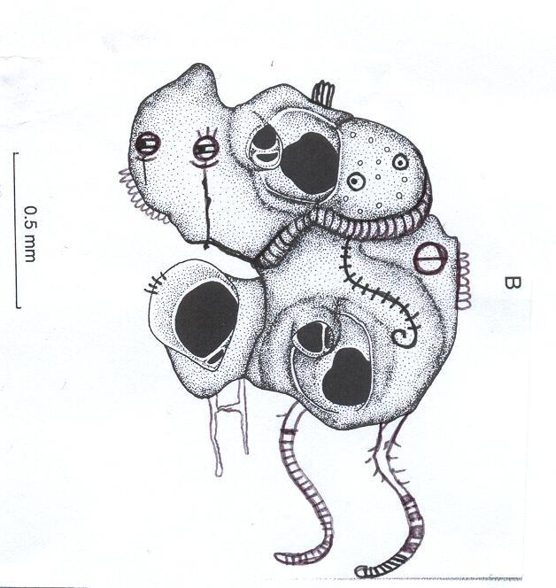 Sneaky Gypsy by Aaronbrady on DeviantArt