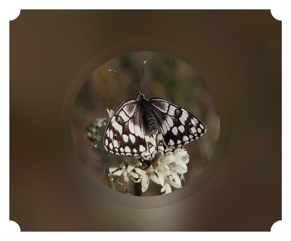 shf.....14 by shortfinger on DeviantArt