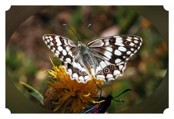 shf.....15 by shortfinger on DeviantArt