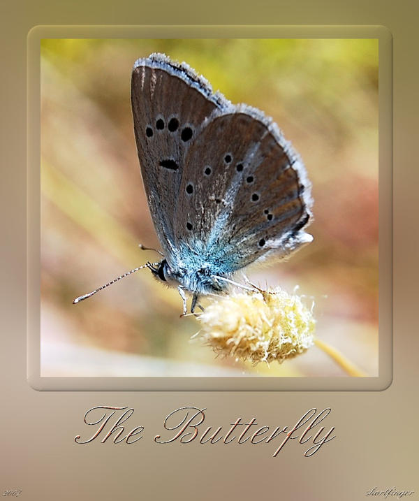 shf.....16 by shortfinger on DeviantArt