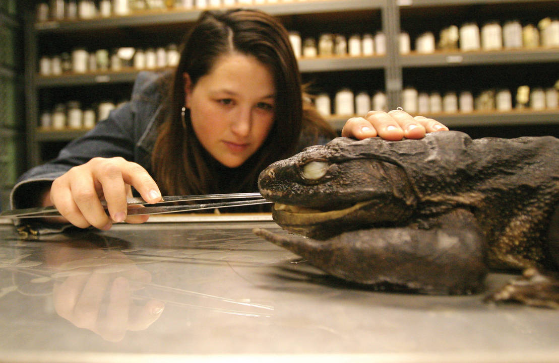 Examining a Goliath Frog by GracefulSadoyama on DeviantArt