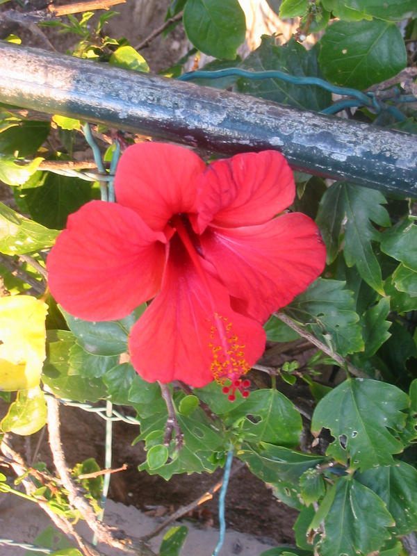 Sexy Flower By Xwickedgarden On Deviantart