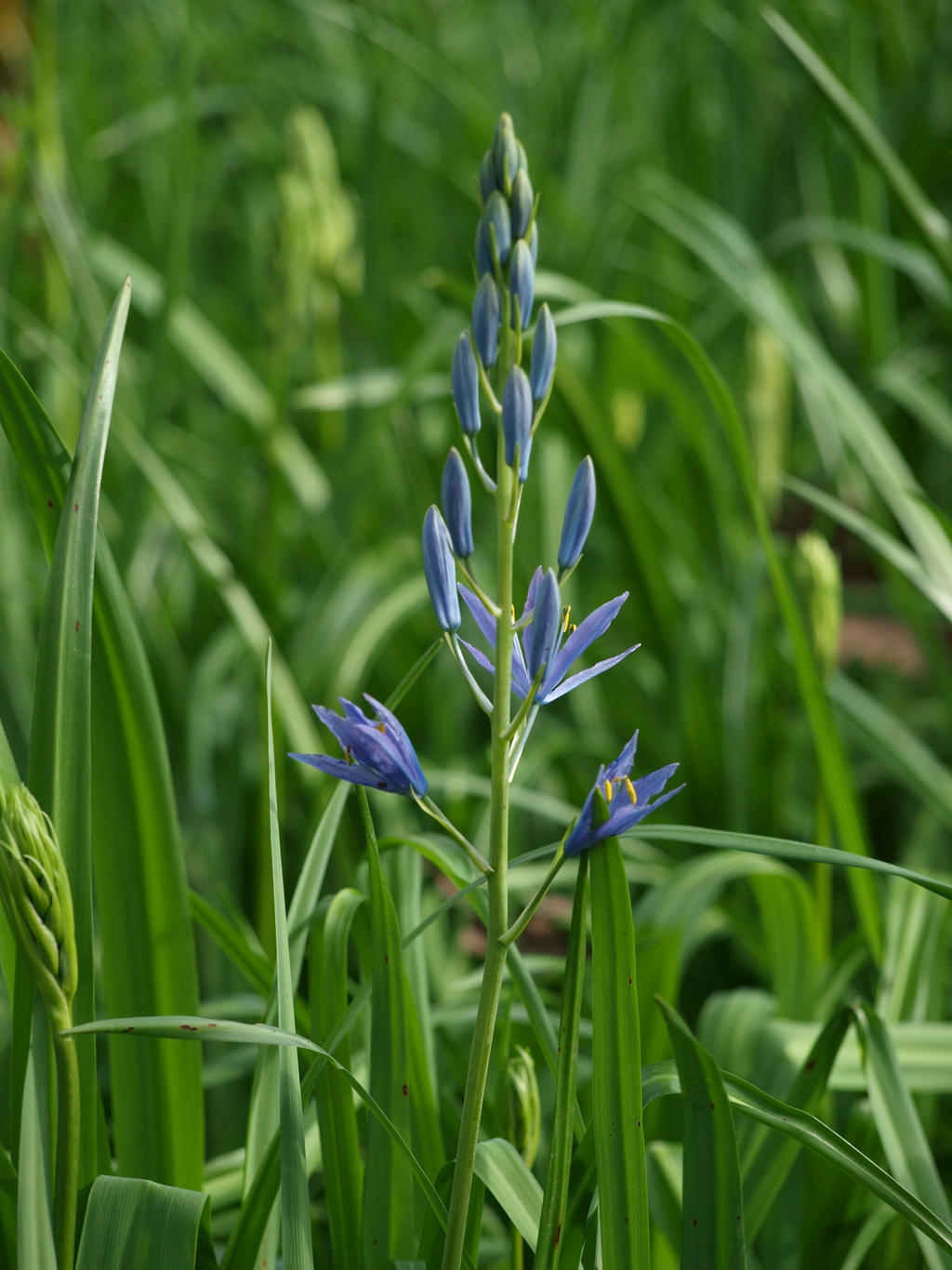 Camas Lily 02 By Botanystock On Deviantart