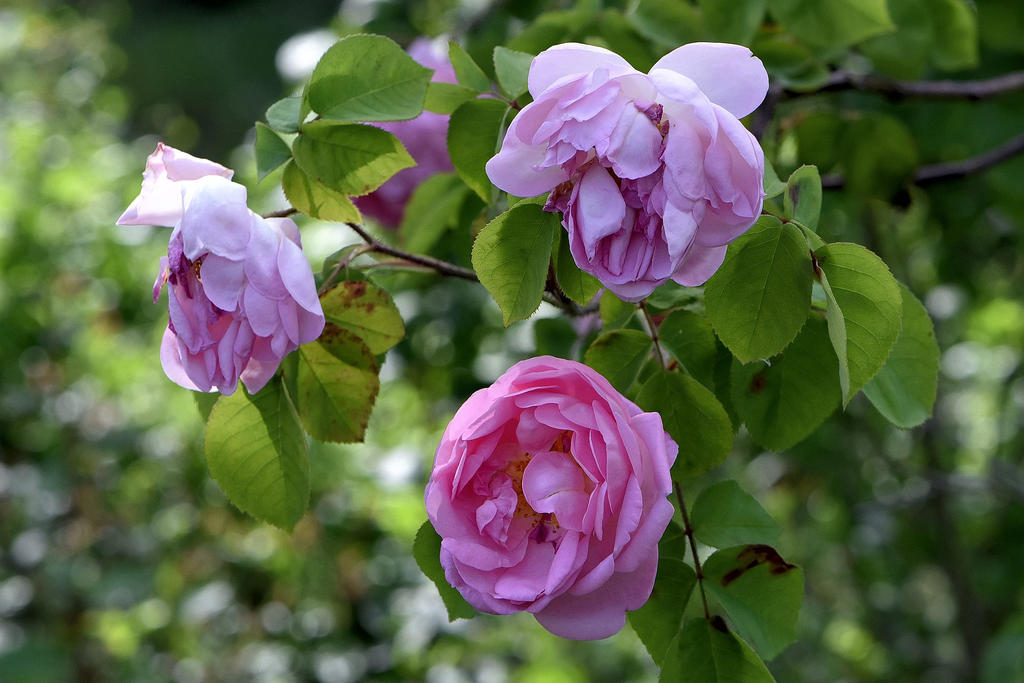 Shakespeare Roses By OfTheDunes On DeviantArt shakespeare-roses-by-ofthedunes-on-deviantart