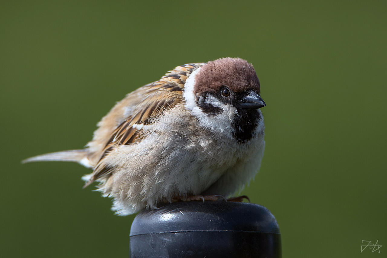 Eurasian Tree Sparrow Passer Montanus By Azph On Deviantart