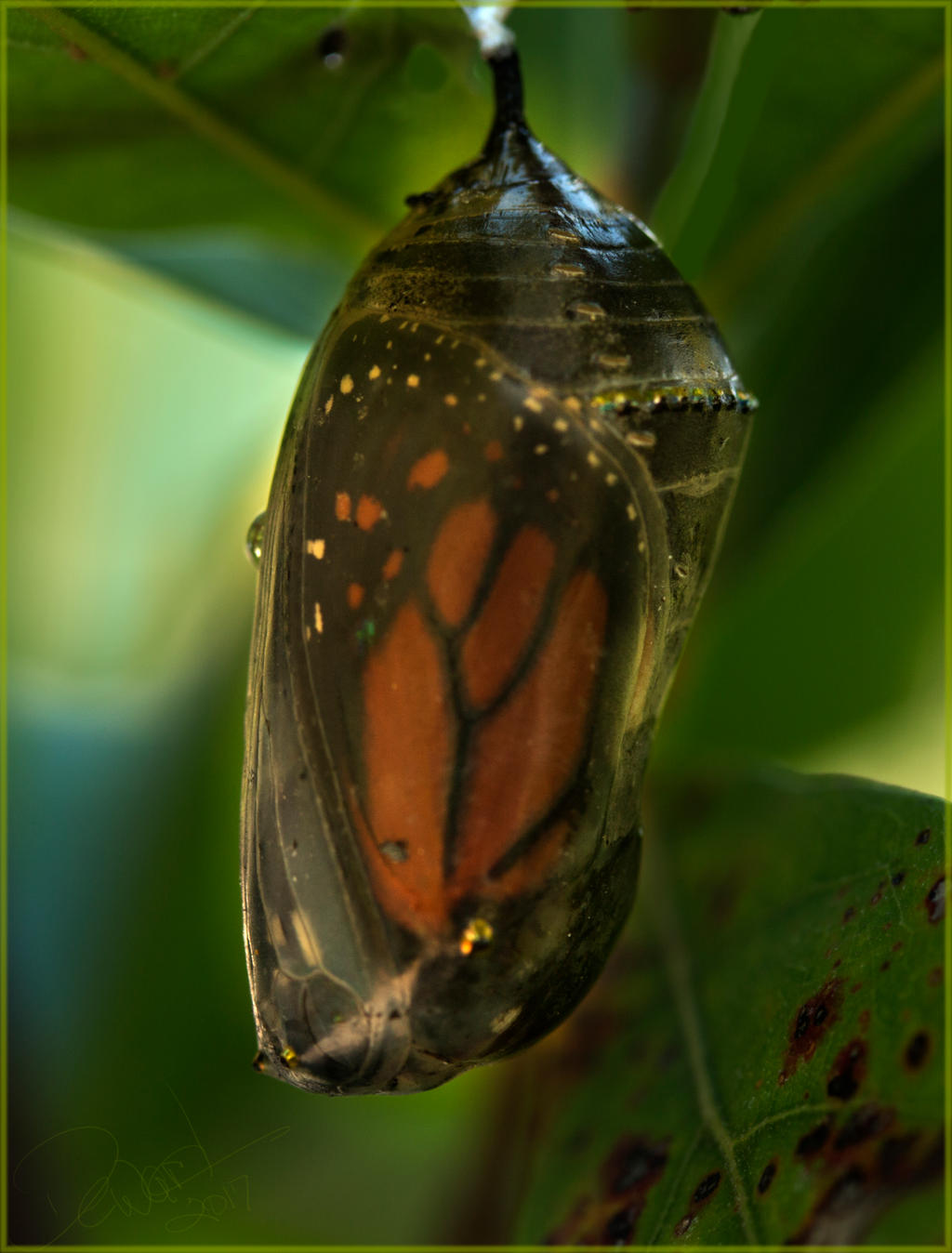 Monarch Chrysalis By Dewardb On Deviantart
