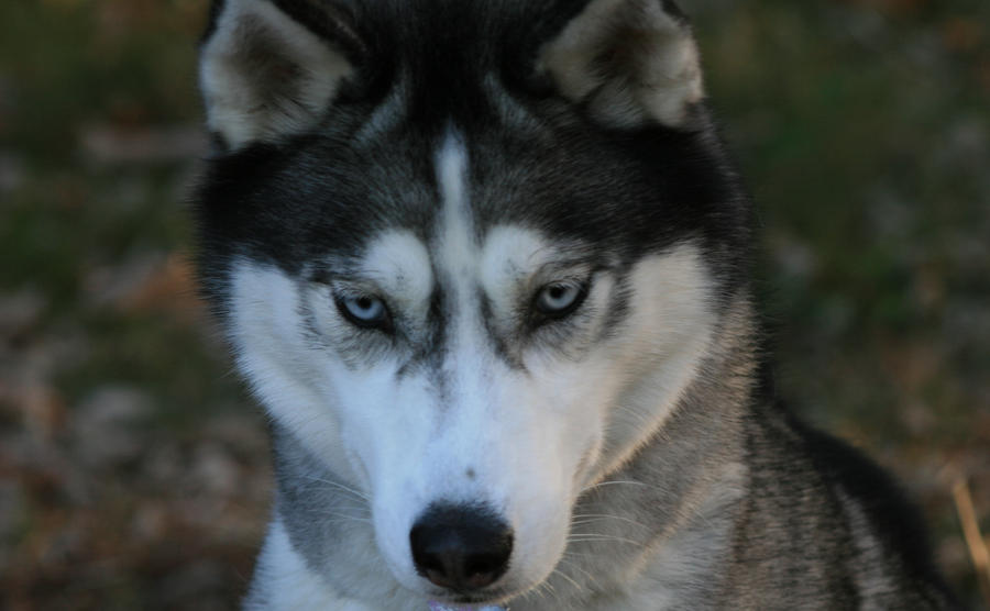 Intense Concentration by natureguy on DeviantArt