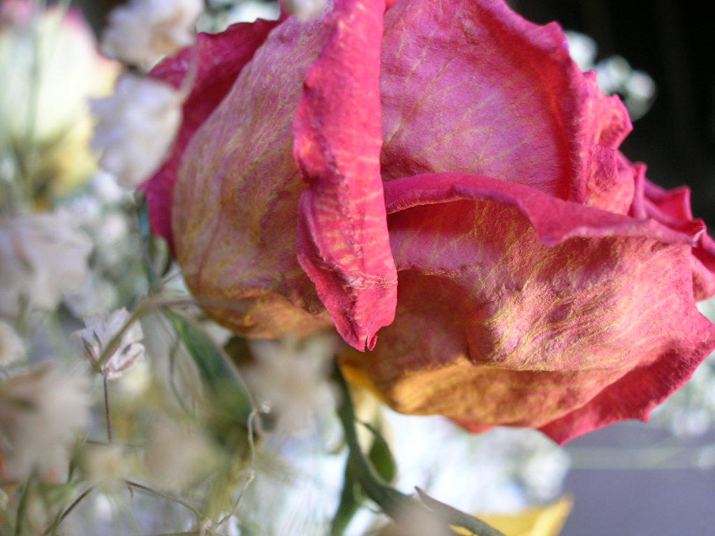 Vain rose by Mourn-The-Day on DeviantArt