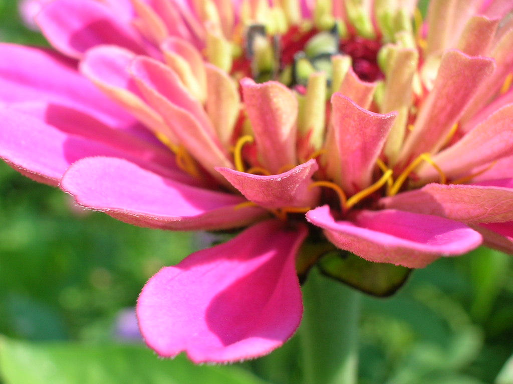 Flourecent Pink by Mourn-The-Day on DeviantArt