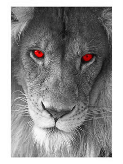 Serene Fire by Demon-Werewolf on DeviantArt