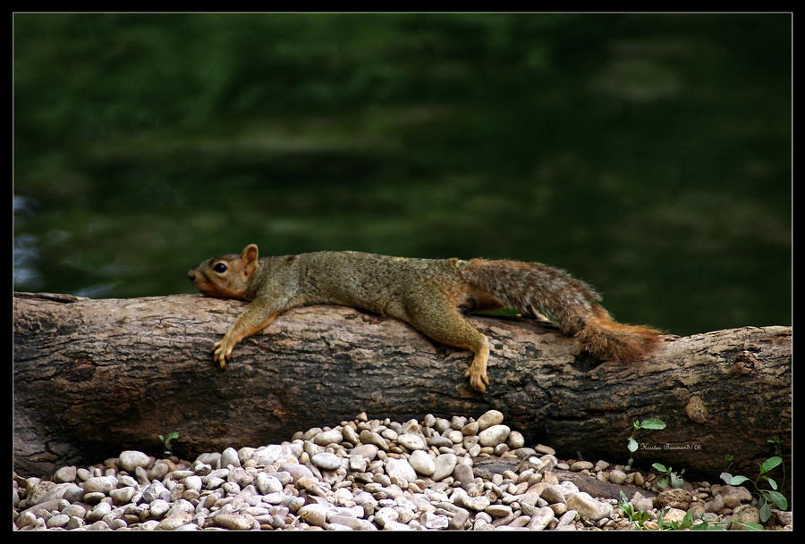 Squirrel on a Stick by GeodeLady on DeviantArt
