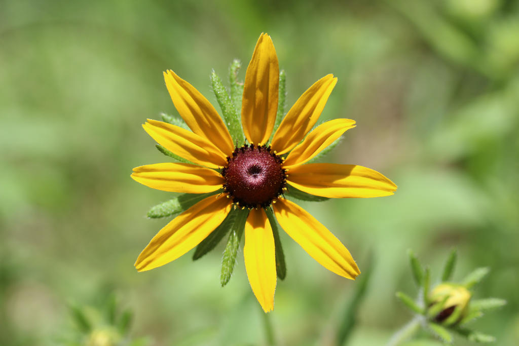 Black Eyed Susan By Botanicus Fireside On Deviantart