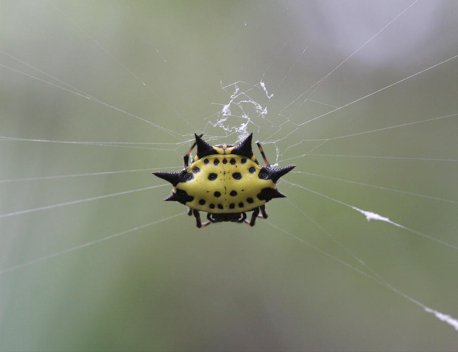 Spiny Orb Weaver 20D0016720 by Cristian-M on DeviantArt