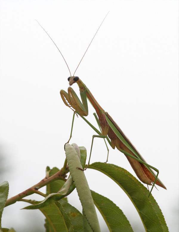 Chinese Mantis 20D0031133 by Cristian-M on DeviantArt