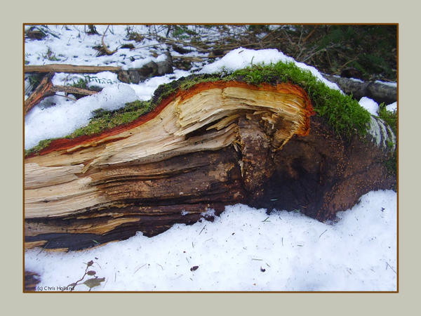Log Swirl by N-L-CHRIS on DeviantArt