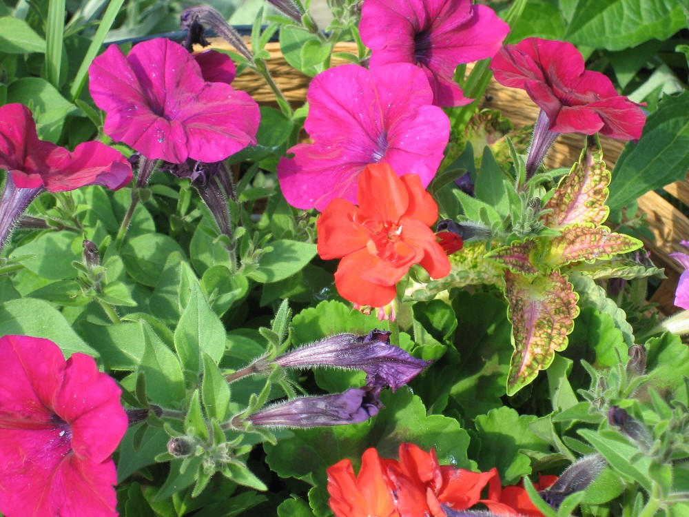 Compast Colors by NekoXiN on DeviantArt