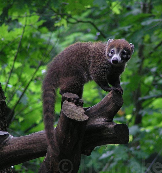 Cute coatimundi by Henrieke on DeviantArt