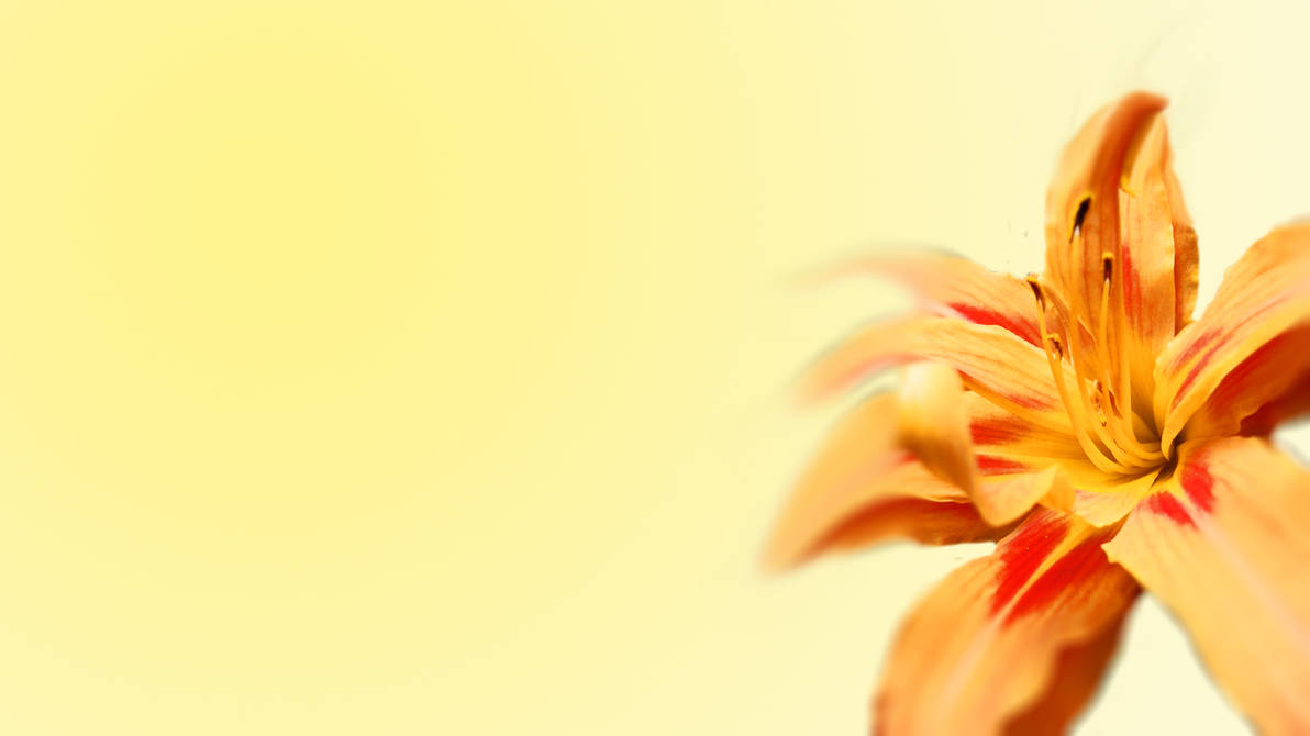 Windows Wallpaper 1 by Cocolicous on DeviantArt Windows Wallpaper 1 by Cocolicous on DeviantArt