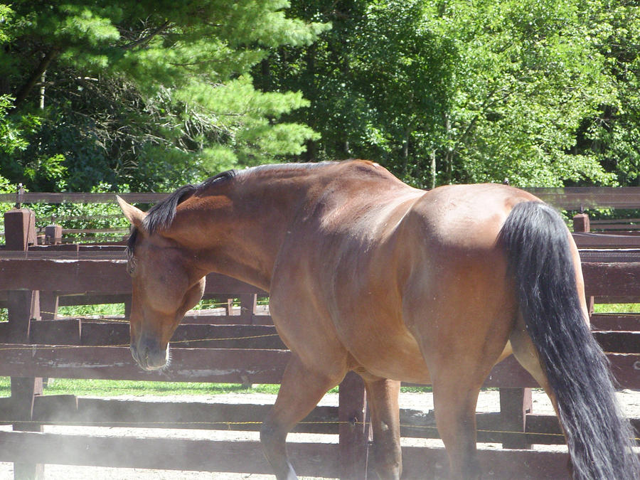 Dust by Linus1296 on DeviantArt