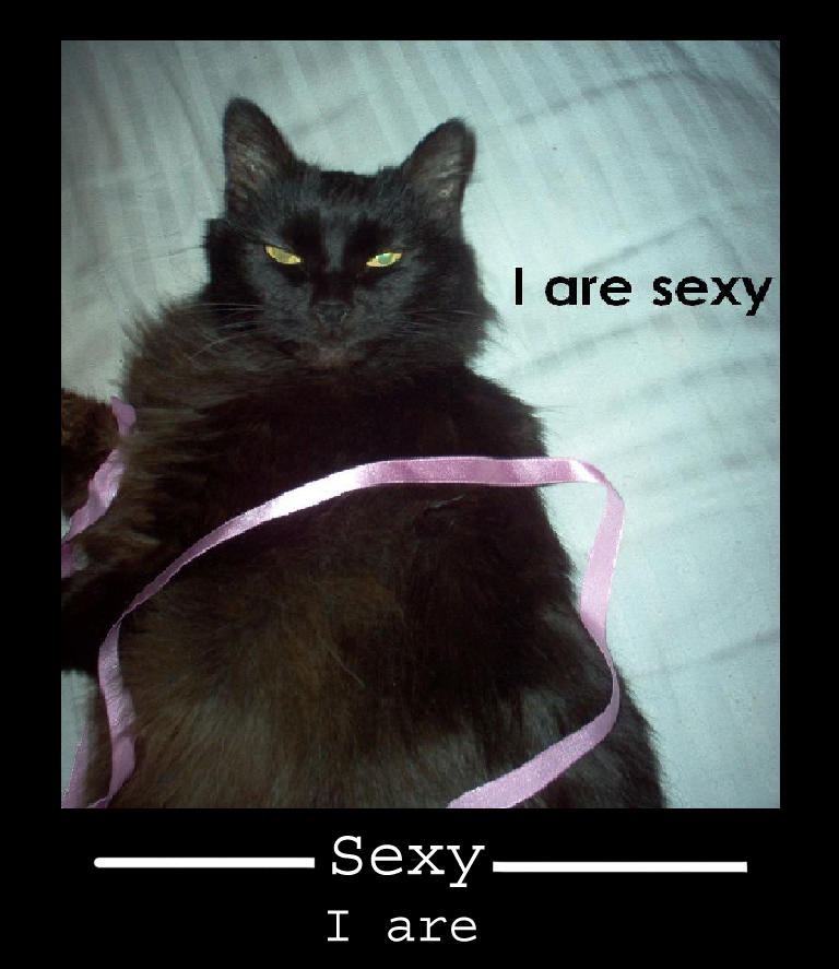 Cat motivational poster by Goldencooper on DeviantArt