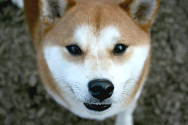 Dog by subliminalpinapple on DeviantArt