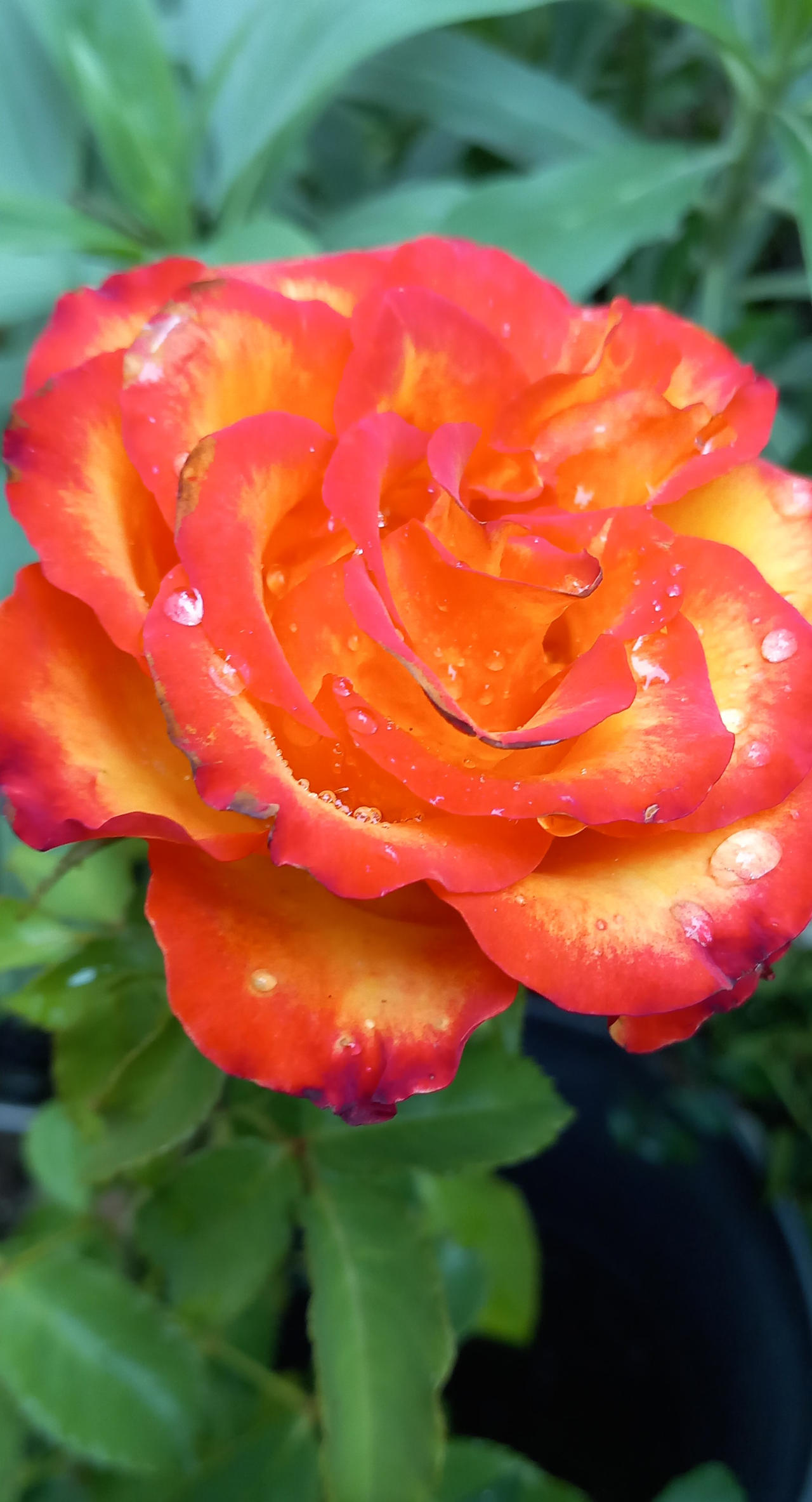 Rose By Drjeandelarose On Deviantart