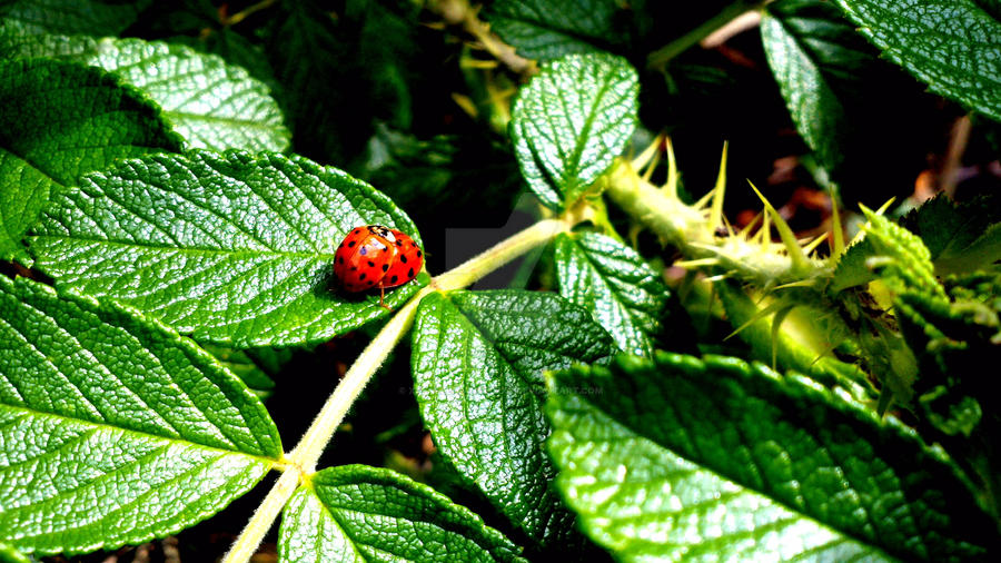 Lady Bug Mating By Xxfallen Angelzxx On Deviantart