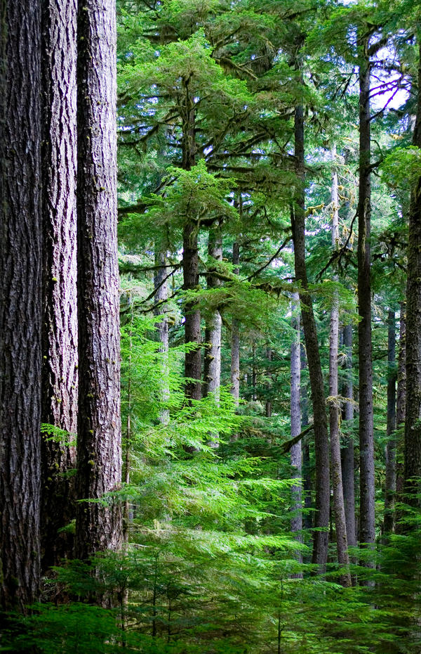 Forest Giants 2 by darrellp on DeviantArt