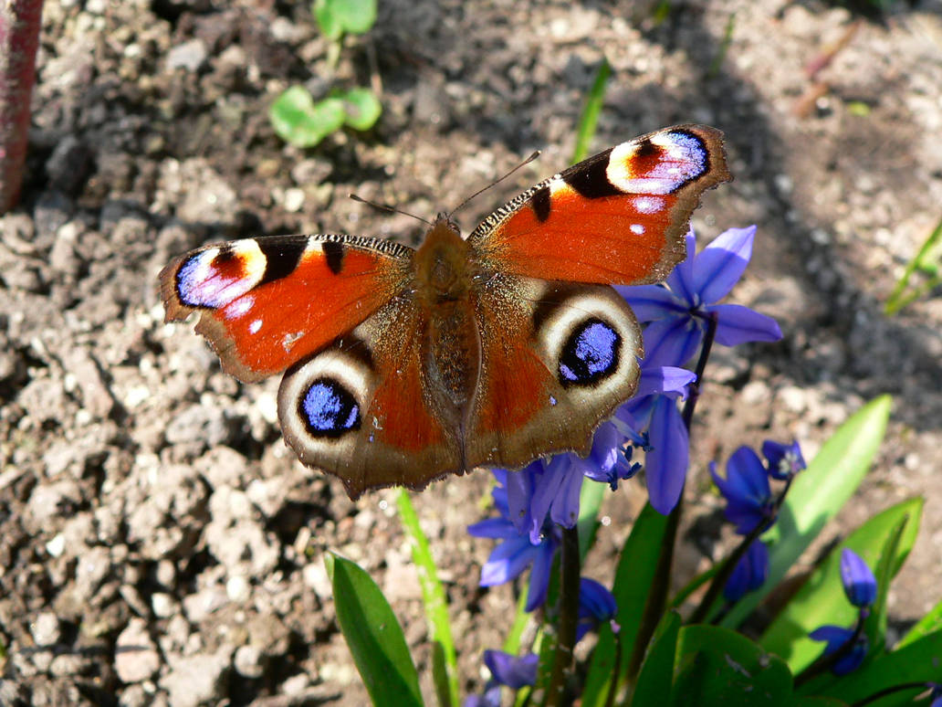 Tortoise-shell butterfly by Irisz on DeviantArt