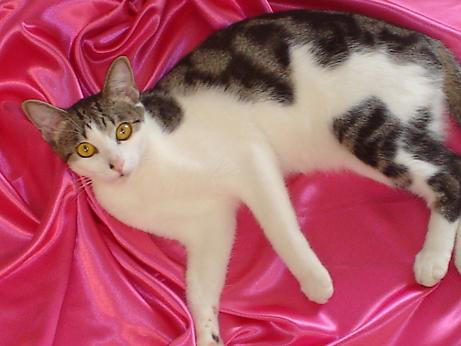 Minette aka Mousecat by boniab on DeviantArt