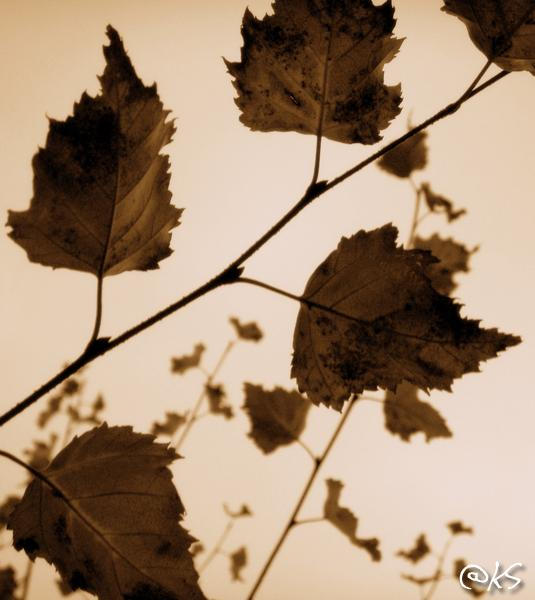 rusty morning shadow by ahmedwkhan on DeviantArt