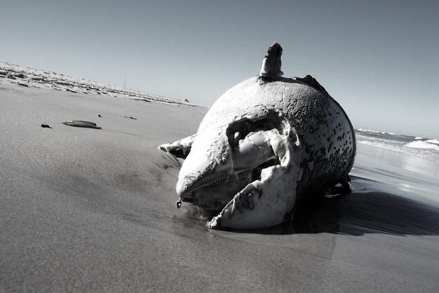 Dead Orca by Adrian87 on DeviantArt