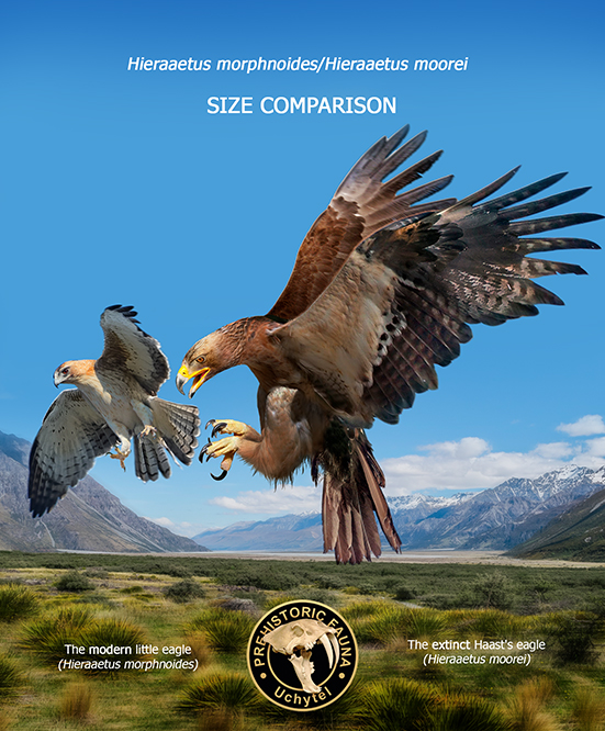 Haasts Eagle And Little Eagle By Rom U On Deviantart
