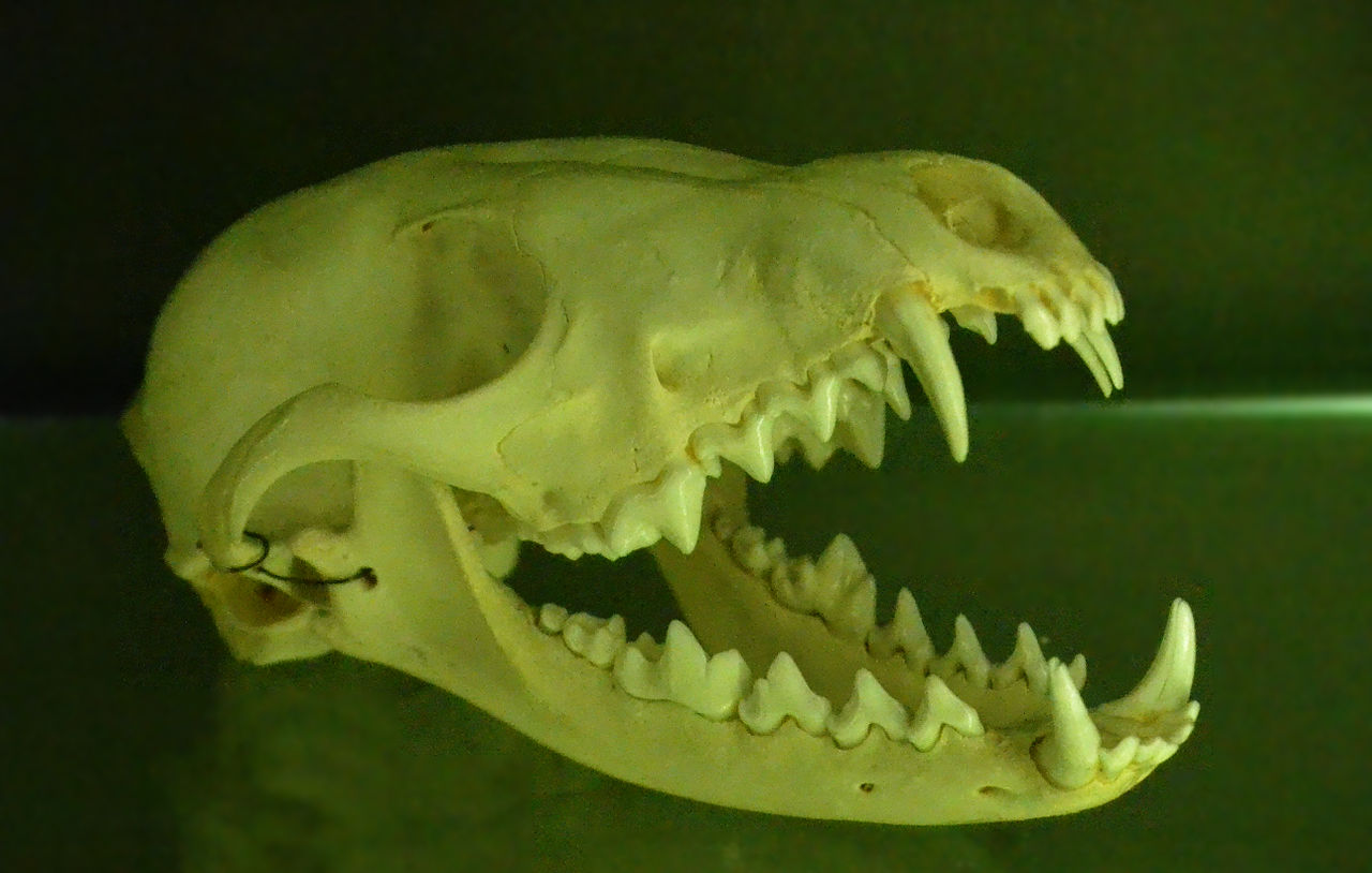 Fox Skull By Cheryona On Deviantart