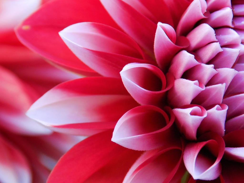 Pink Swirls By Hannxm On Deviantart
