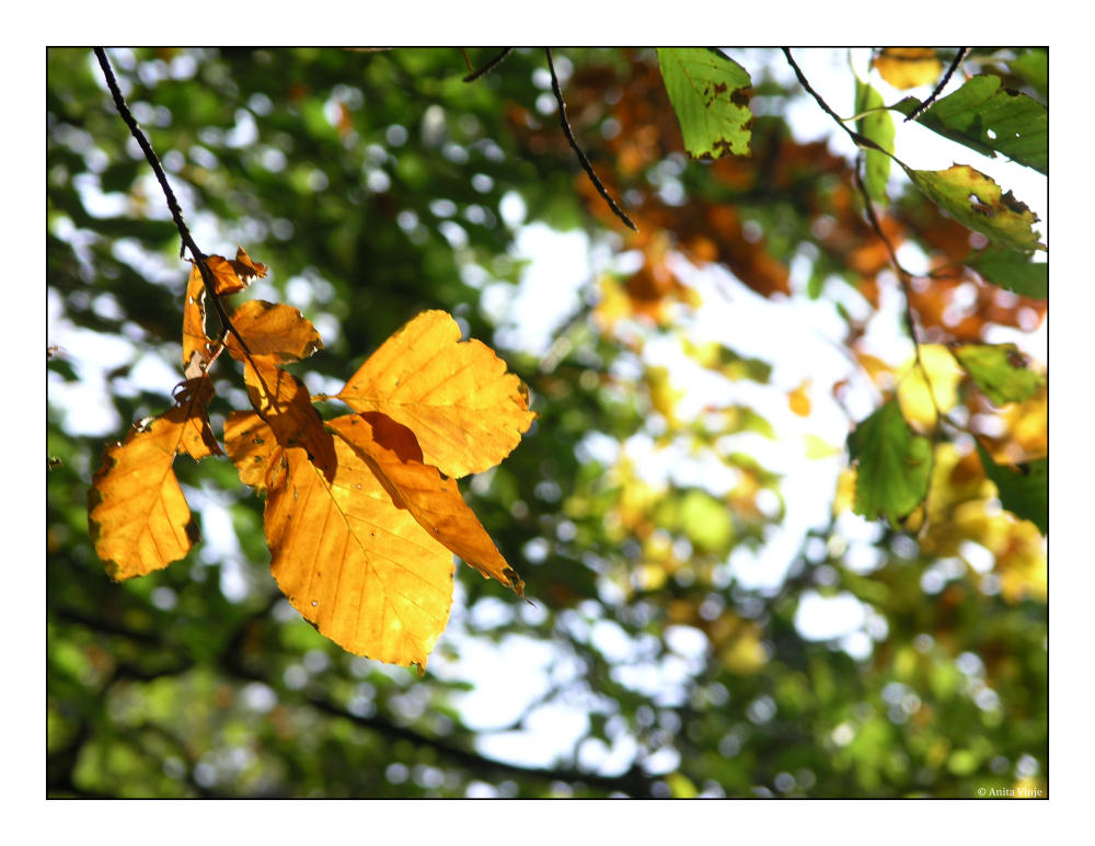 Colors of October by kaffedyr on DeviantArt