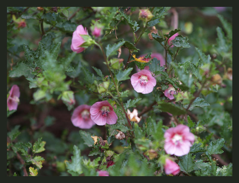pink zoo flower by jakwak on DeviantArt