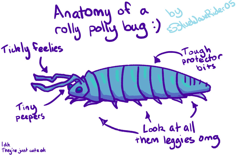 Pill Bug Anatomy By Bluewaverider05 On Deviantart