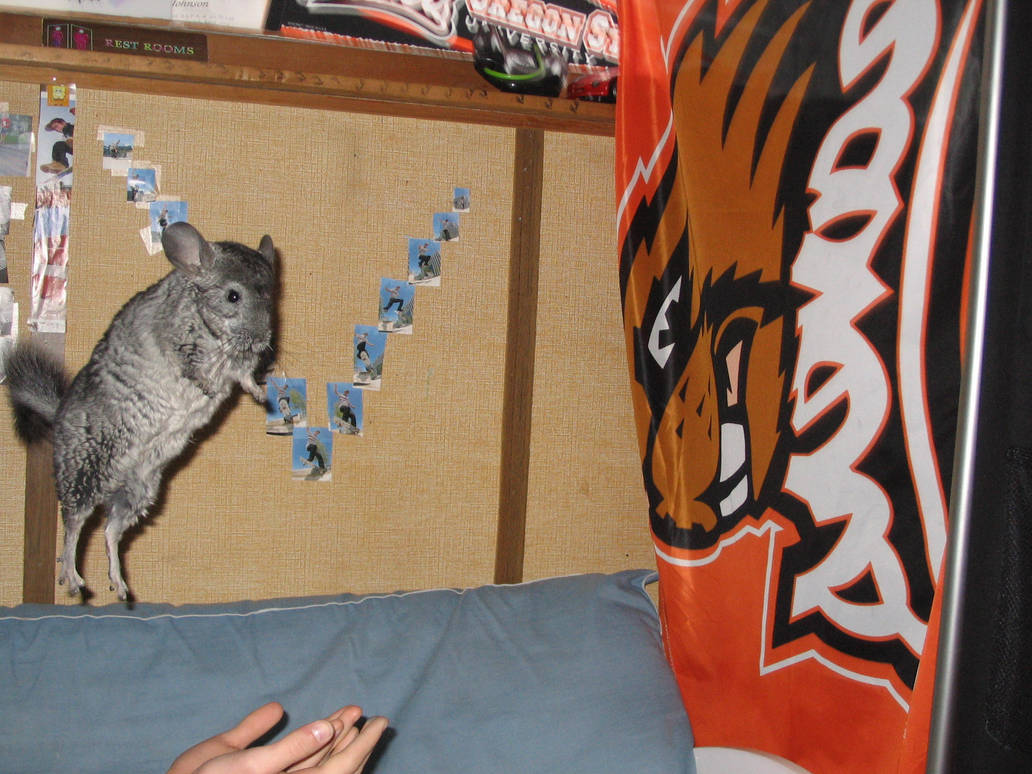 Chinchilla Flying 1 By Rylorocker178997 On Deviantart