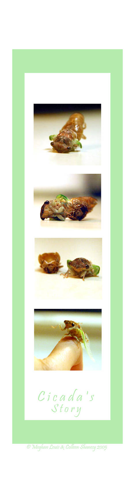 cicada story by strawberrykangaroo on DeviantArt