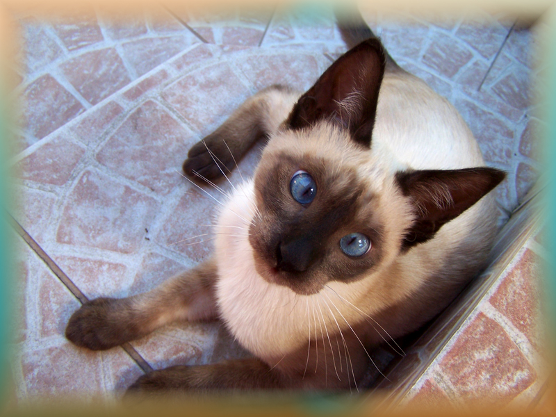 kittyboi by pinkkittycorpse on DeviantArt